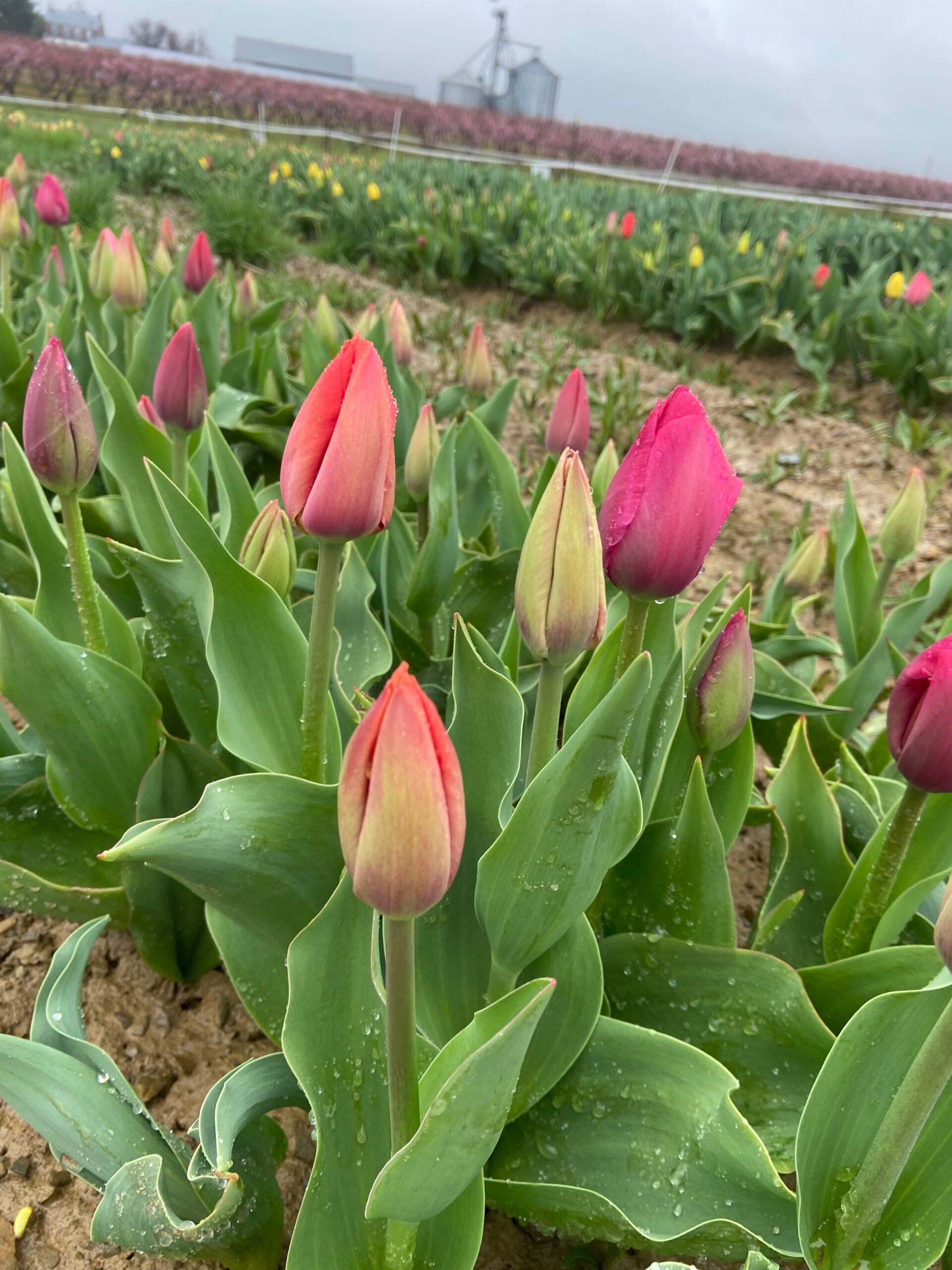WJTL FM 90 3 Christ Community Music Tip Toe Through The Tulips WJTL FM 90 3 Christ Community Music Tip Toe Through The Tulips